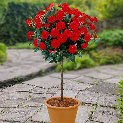 Yougarden Pair Of Patio Standard Red Roses In 4 Litre Pots Ready To