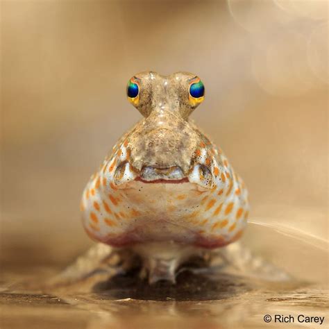 Amazing Mud Skipper Fish That Can Walk And Jump Sea Animals