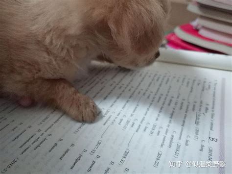 我家狗狗是啥品种的 知乎