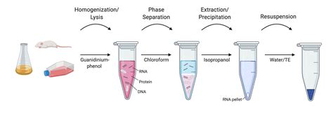 Rna Extraction Without A Kit