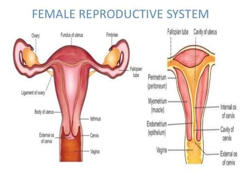 A Visual Guide To Male And Female Anatomy
