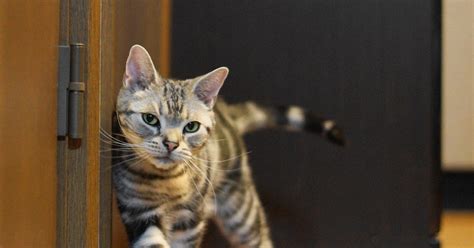 taw s blog sensible git diff for json files