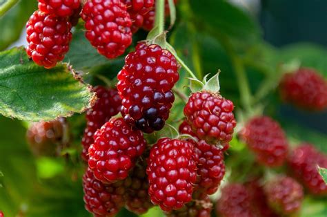 Raspberry Fruit Plant Free Photo On Pixabay Pixabay