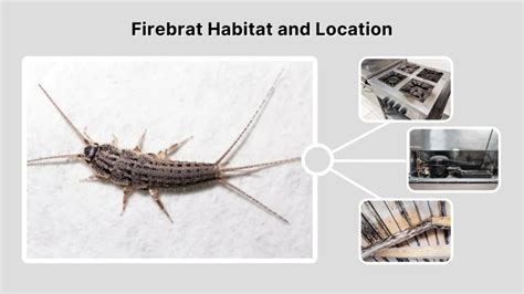 Firebrat Insect Identification Dangers And How To Get Rid Of