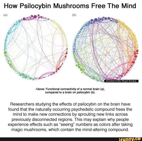 How Psilocybin Mushrooms Free The Mind A B Above Functional Connectivity Of A Normal Brain