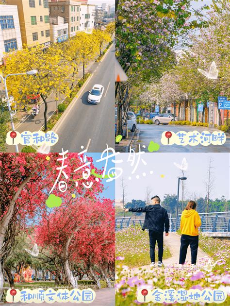 “黄了”“粉了”！里水「鲜花大道」美出天际，错过等一年→黄花紫荆花杜鹃