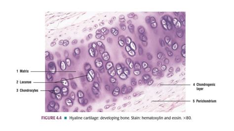 Histology Bone And Cartilagepptx