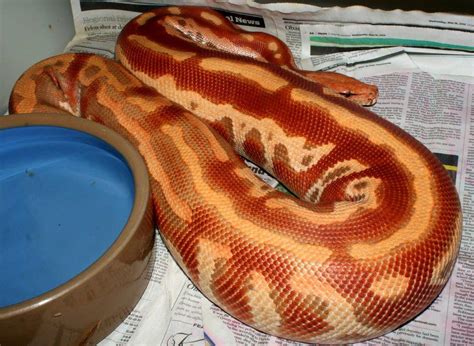 Blood Python Facts And Pictures