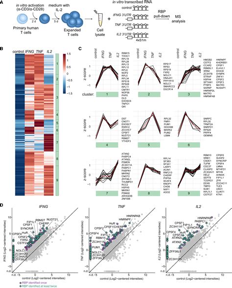 Time Dependent Regulation Of Cytokine Production By Rna Binding Proteins Defines T Cell Effector