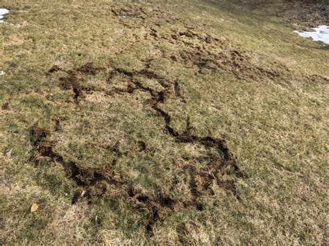 Moles And Voles Tunnels Moles Voles And Gophers Our Water Our