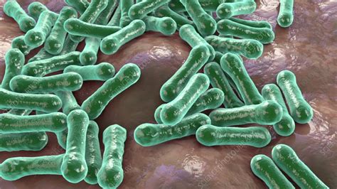 Diphtheria Bacteria Animation Stock Video Clip K0100288 Science