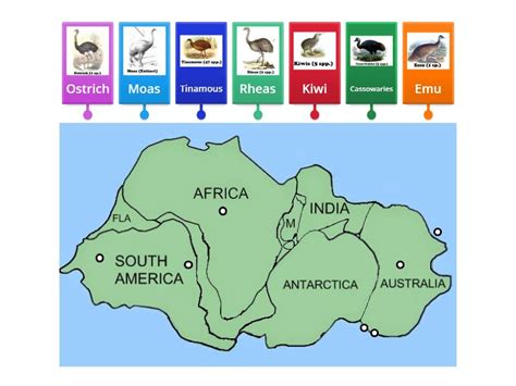 Flightless Birds Labelled Diagram