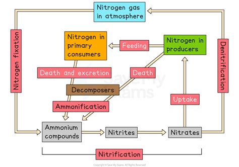 Nitrogen Cycle Definition Steps And Importance Biology Dictionary