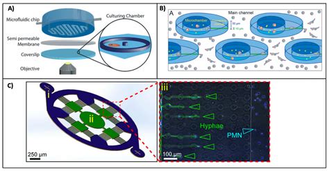 【微流控芯片】基于微流体的细胞迁移研究进展 知乎