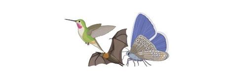 Analogous Structures Definition Examples And Structure