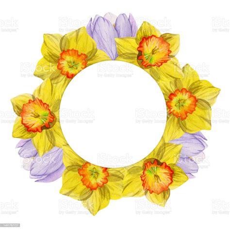 수채화 손으로 그린 원형 화환에는 봄 꽃 수선화 크로커스 헌병 나뭇잎이 있습니다 흰색 배경에 격리 초대장 결혼식 인사말 카드 벽지 인쇄 섬유를위한 디자인 0명에 대한 스톡
