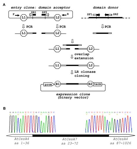 DNA Domain Swap Protocol A Schematic Of Domain Swap Protocol Download Scientific