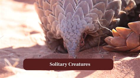 Meet The Pangolin The Scaly Mammal That Rolls Into A Ball