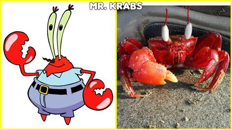 Spongebob Squarepants Characters In Real Life Spongebob In Real Life