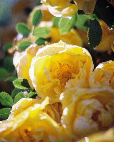 My Film Went Through A Ct Scanner Recommendations After The Fact R Analogcommunity