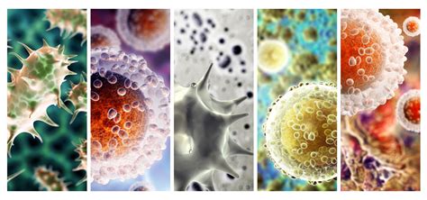 Pathogen What Is Types Transmission And Conditions
