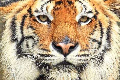 Smartphone Ai What Is Mobile Deep Learning Tech Evaluate