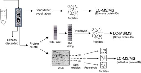 Combinatorial Peptides A Library That Continuously Probes Low‐abundance Proteins Boschetti