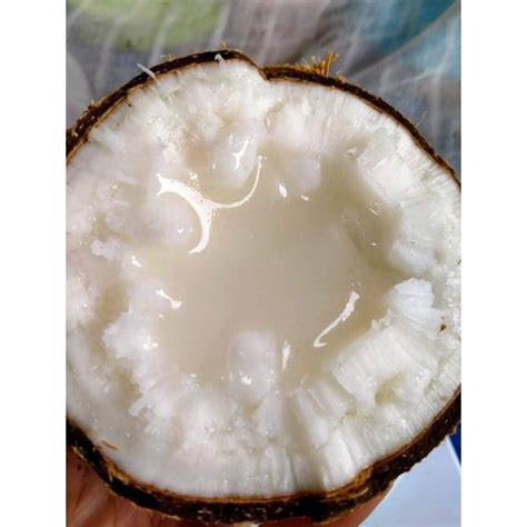 มะพร้าวกะทิสวนเอง เก็บสดใหม่ตลอด เนื้อสวยหนาน้ำใส ข้น หนึบ ฟู สวนประจวบฯ ลดเหลือ ฿130