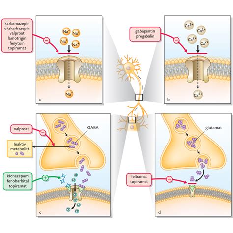 Gabapentin Store Medisinske Leksikon