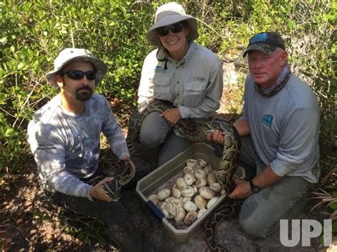 Photo Python With Eggs