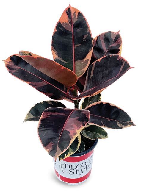 Ficus Elastica Ruby Deco Style