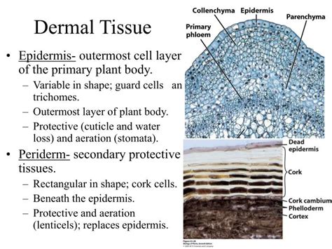 Dermal Tissue In Plants Plant Ideas