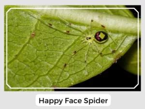 Happy Face Spider Theridion Grallator Facts Identification And Pictures