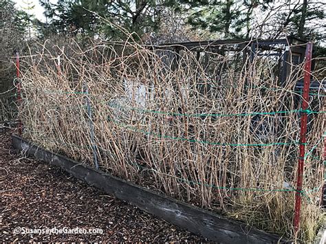 How To Trim Raspberry Bushes In The Spring At Melissa Trexler Blog