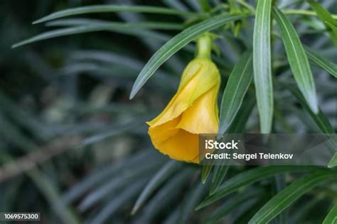 노란색 꽃 봉 미사 키 미 개봉 된 꽃 봉 오리입니다 녹색 잎은 길고 근접 0명에 대한 스톡 사진 및 기타 이미지 0명 관상용 물봉선화 꽃 나무 Istock