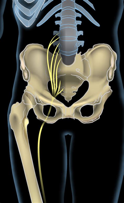 Nervio Ciático Totalphysio