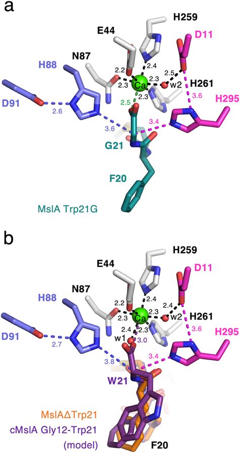 Linear Configuration Of The Histidine Residues Around The Cα Center Of