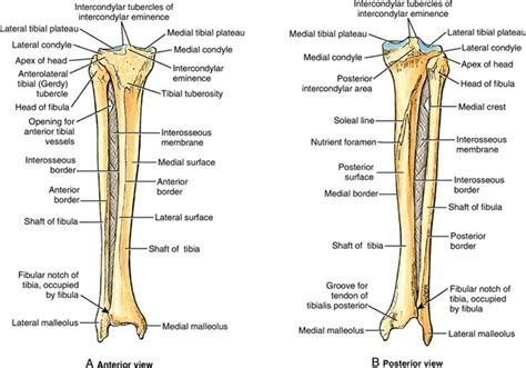Pin On Anatomy And Physiology