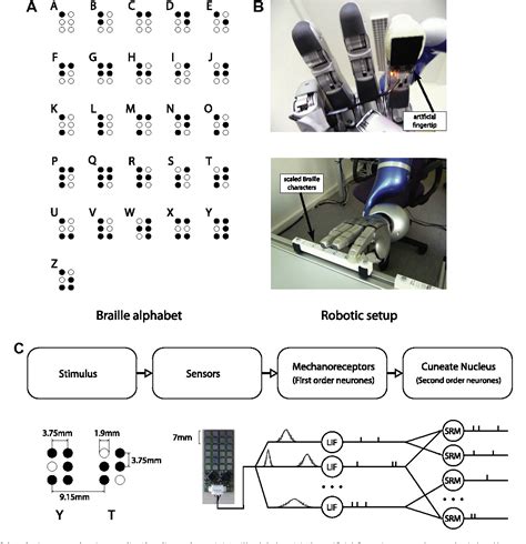 Figure 1 From Encodingdecoding Of First And Second Order Tactile