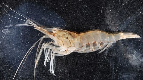 All You Need To Know About Grass Shrimp