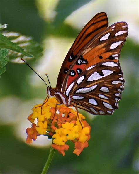 Gulf Fritillary And Miss Huff Photograph By Chip Gilbert Fine Art