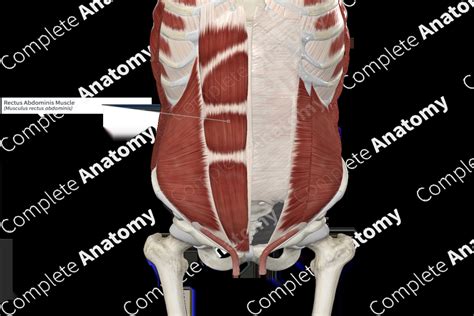 Rectus Abdominis Muscle Transverse Abdominal Muscle Wikipedia