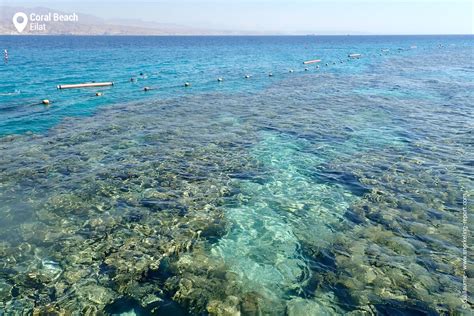 Snorkeling Coral Beach Blue