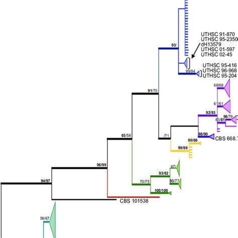 a 50 majority rule consensus tree from bayesian analysis ba of 157