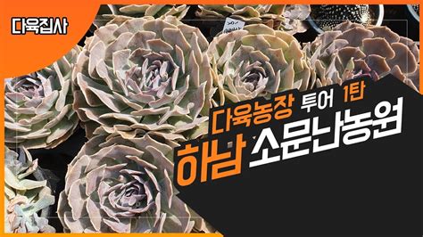 다육농장투어1탄 ㅎㅎㅡ1탄이 있으면 2탄도 있것쥬 여기는 하남화훼단지에 위치한 소문난다육이천에 농장도 가지고 계시는 농장주~묵은둥이들 구경하셔요 Youtube