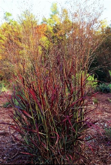 Learn About Panicum Virgatum Shenandoah Purple Foliage Switchgrass