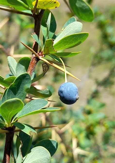 Berberis Microphylla Gforst Calafate World Flora Plntnet Identify