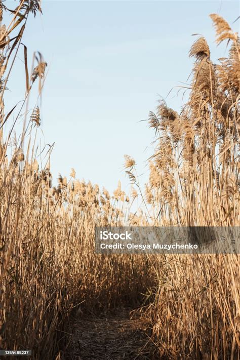 가벼운 파스텔 색상 대지 층 대자 씨앗으로 야외에서 드라이 리드 베이지 리드 잔디 팜파 잔디 추상적 인 자연 배경 무성 색으로