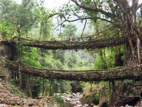 PAVAN MICKEY A Natural Root Bridge INDIA