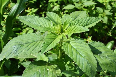 In Nature As A Weed Grows Common Amaranthus Stock Image Image Of Medicine Flora 211868679